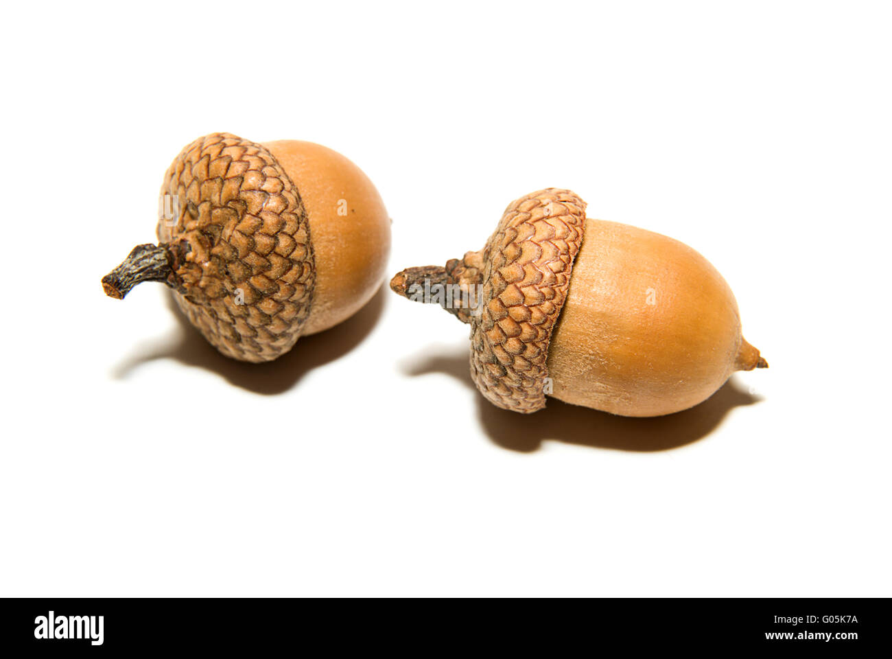 Two brown acorns with caps on over white Stock Photo - Alamy