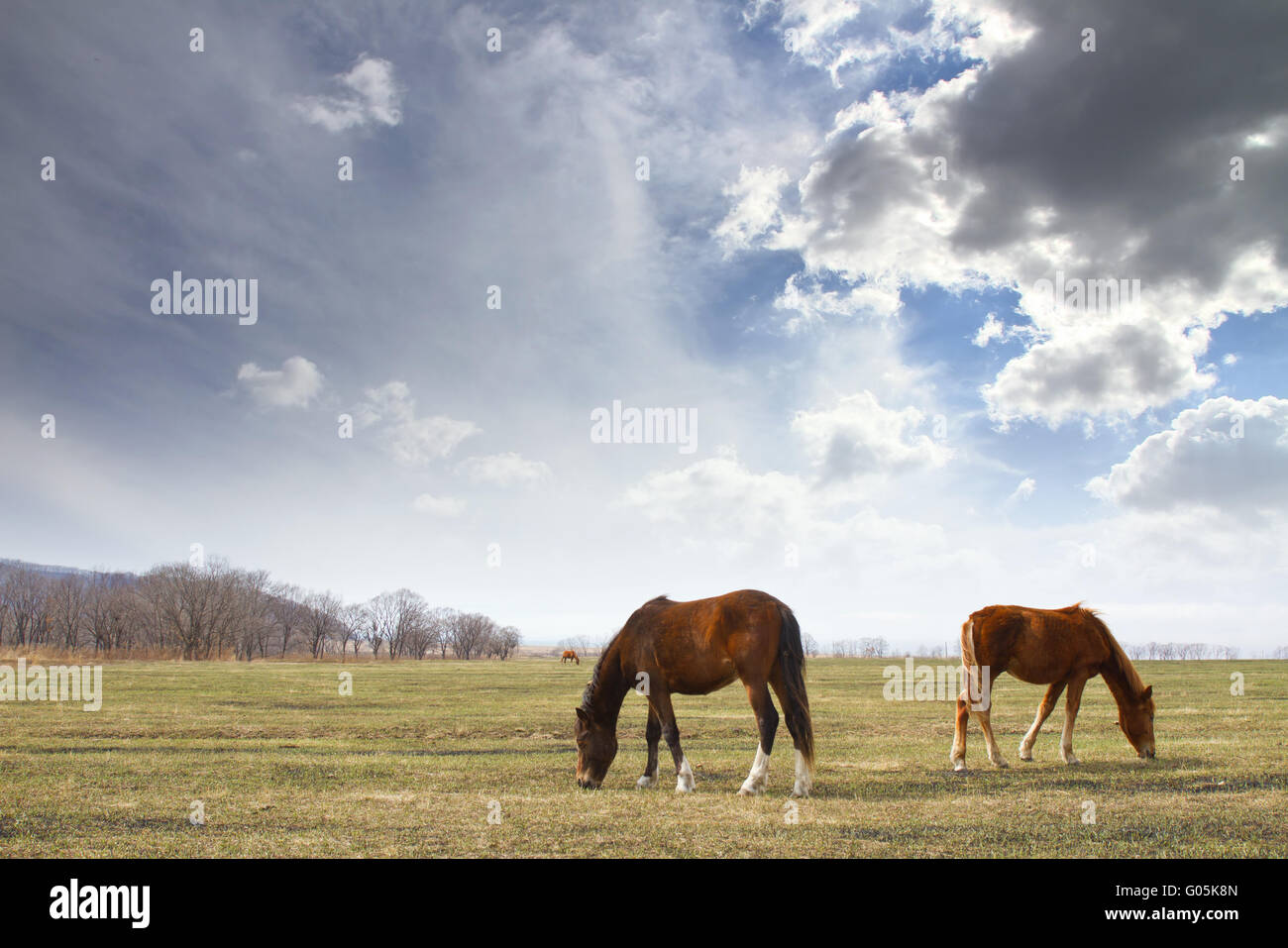 horses in a meadow Stock Photo - Alamy