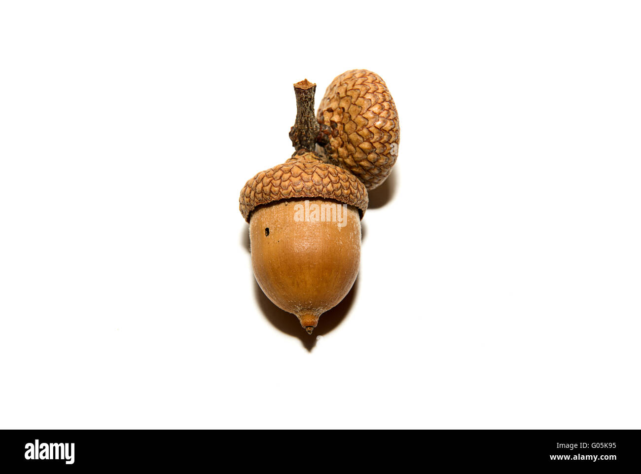 Acorn caps hi-res stock photography and images - Alamy