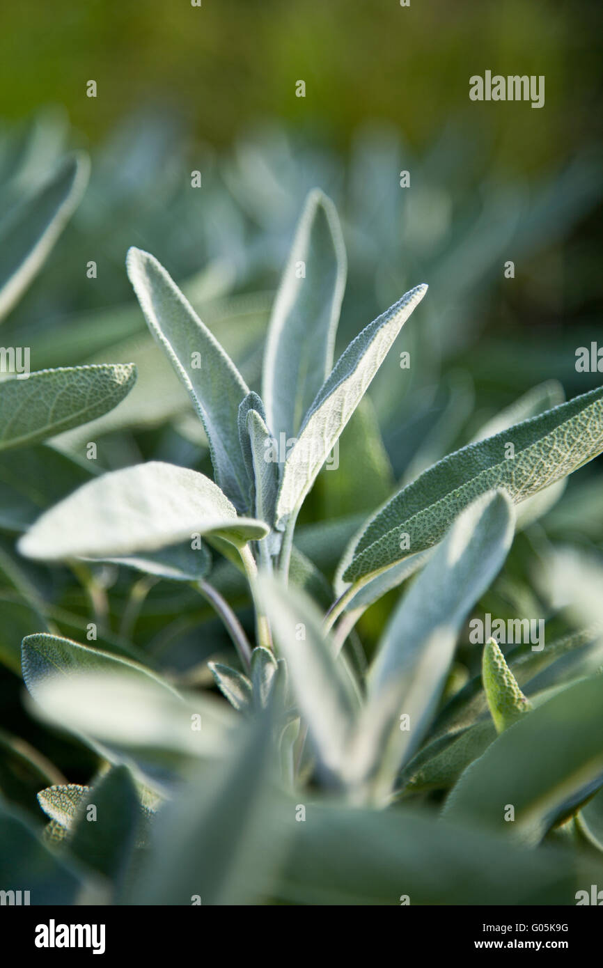 Kitchen sage / Healing sage (Salvia officinalis Stock Photo - Alamy