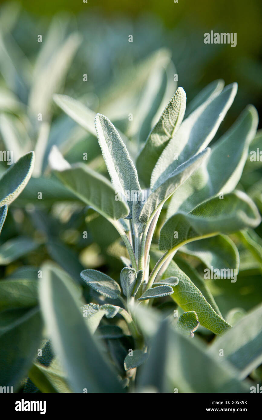 Kitchen sage / Healing sage (Salvia officinalis Stock Photo - Alamy