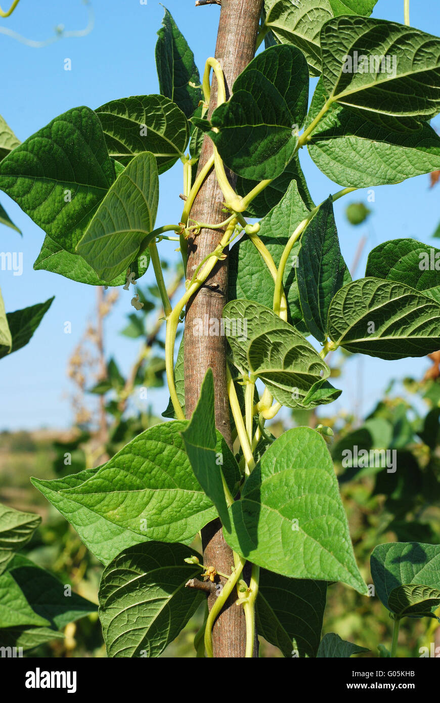 Haricot plant hi-res stock photography and images - Alamy