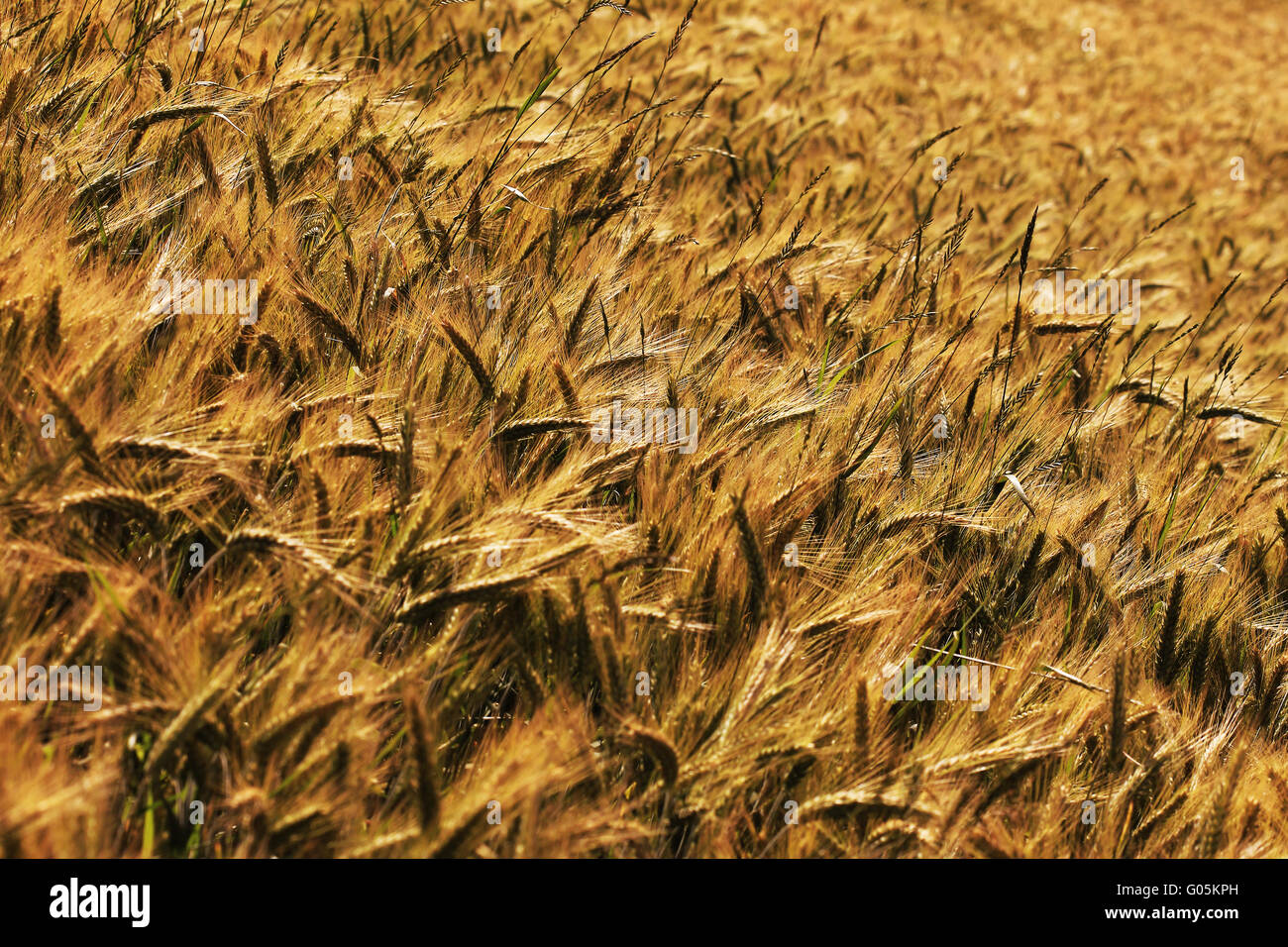 Cornfield pattern hi-res stock photography and images - Alamy