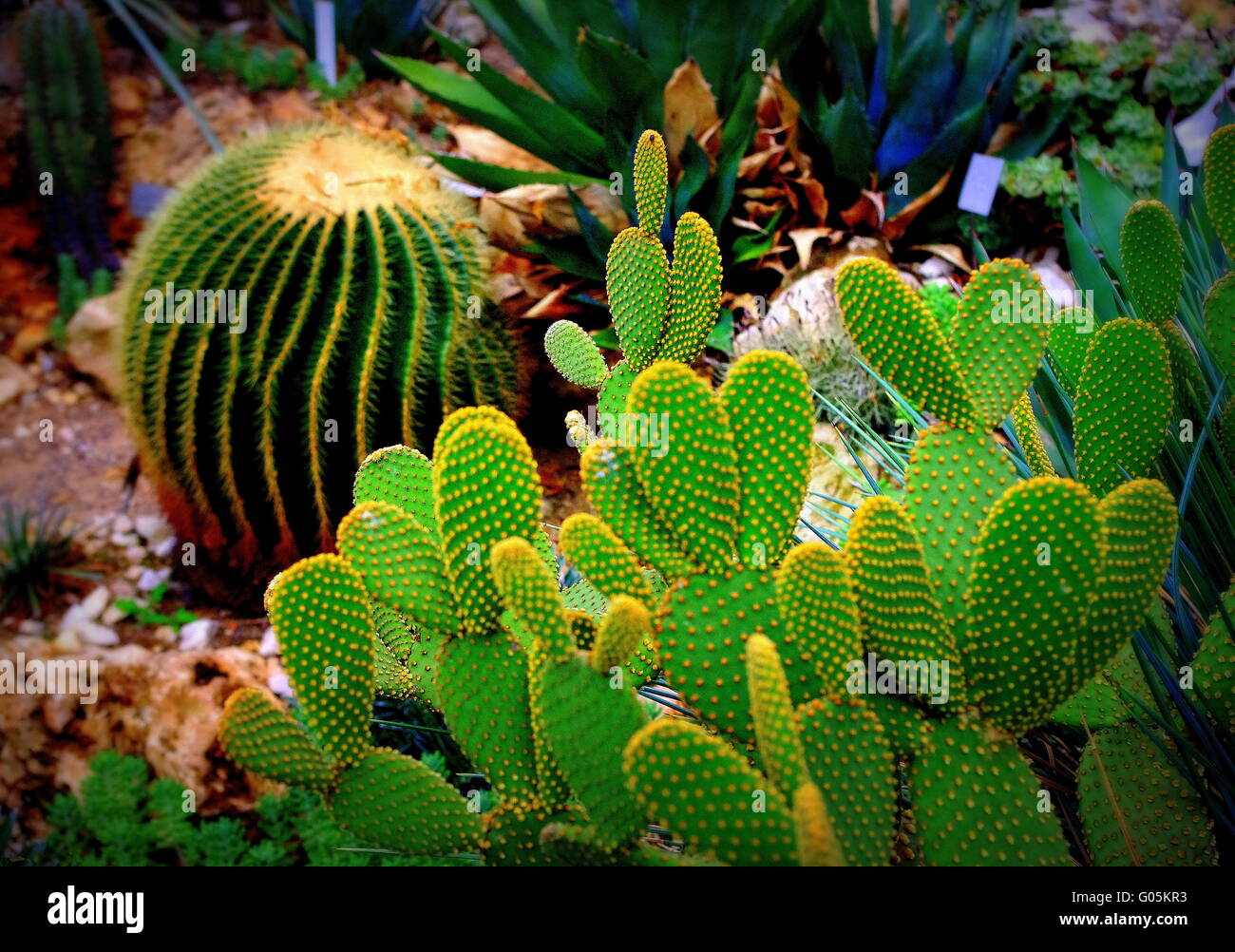 Arid Garden High Resolution Stock Photography and Images - Alamy