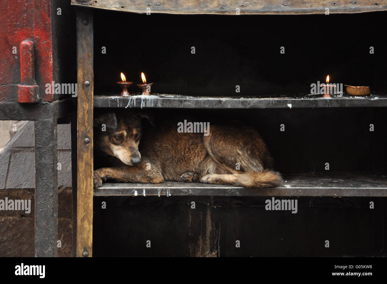 low key dog Stock Photo - Alamy