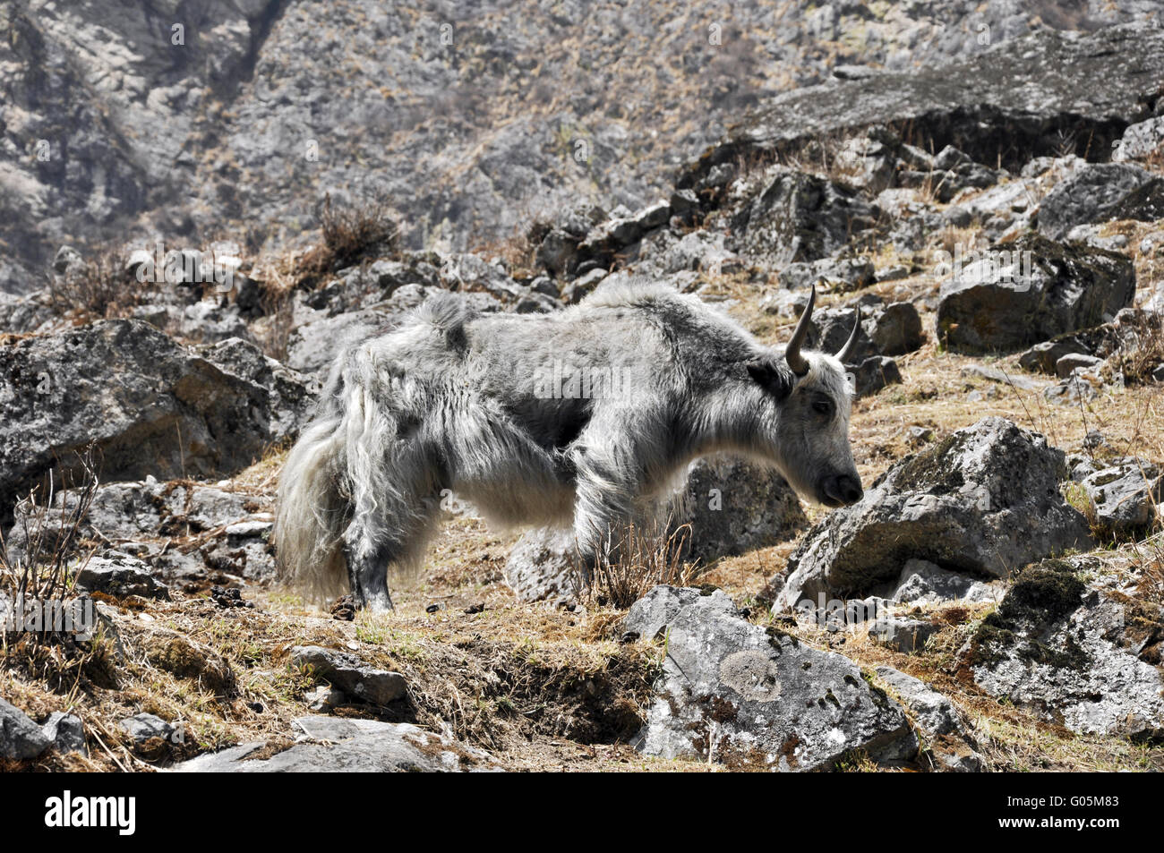 Animal erosion hi-res stock photography and images - Alamy