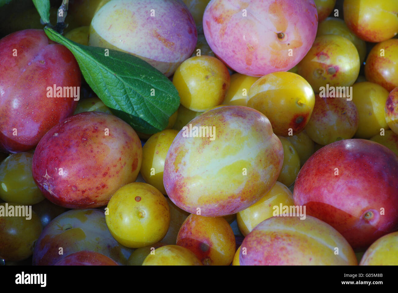 Mirabellen marmelade hi-res stock photography and images - Alamy