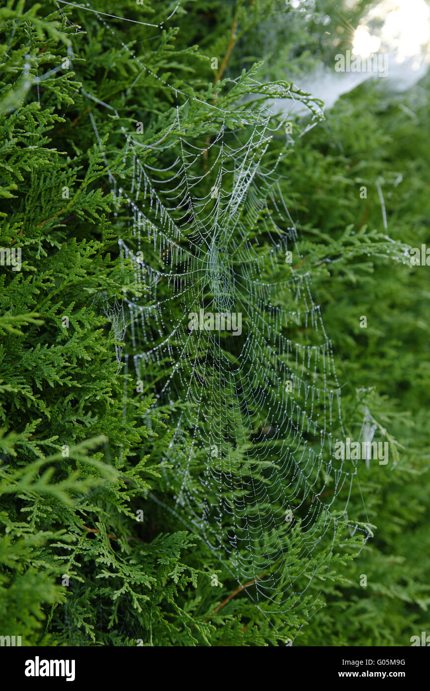 Hedge spider hi-res stock photography and images - Alamy
