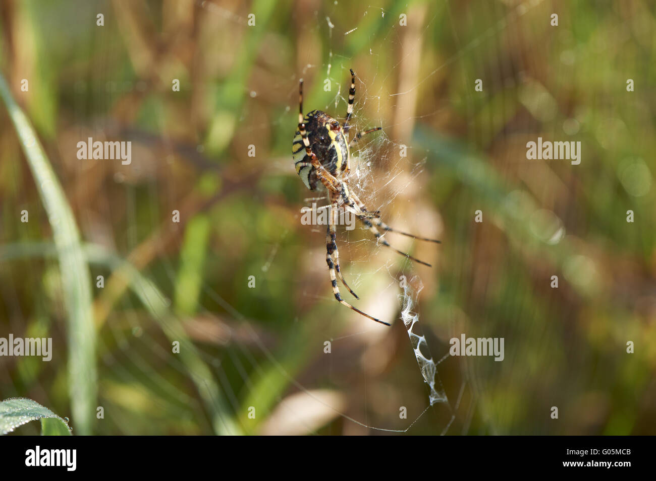 Spider spin hi-res stock photography and images - Alamy