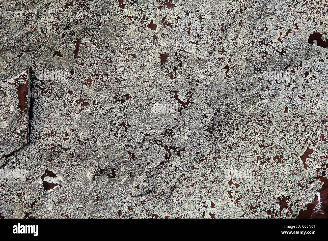 closeup of a brown stone texture background with fungus texture Stock ...