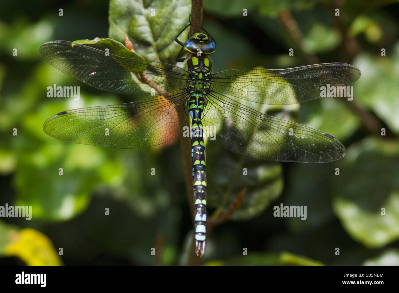 Insect jaeger hi-res stock photography and images - Alamy
