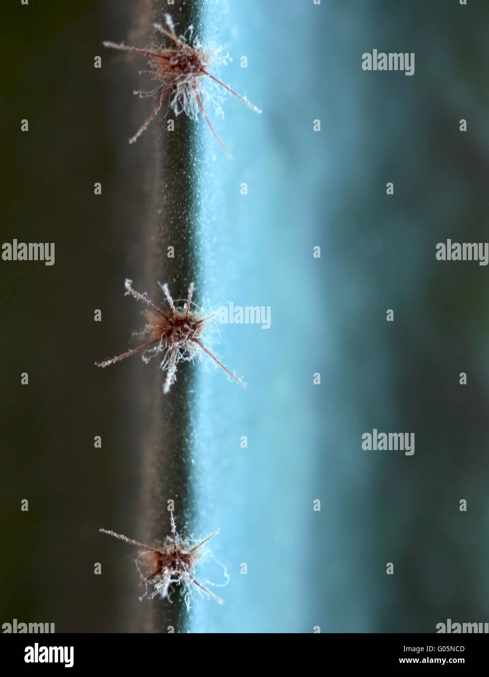 Plant with cobweb hi-res stock photography and images - Alamy