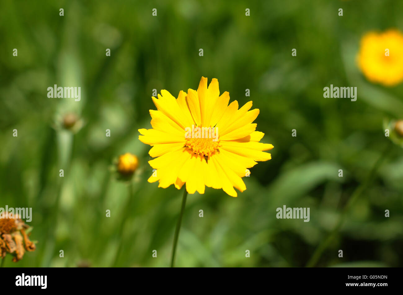 Wild nature, summer time - yellow decorative daisy, Coreopsis Stock ...