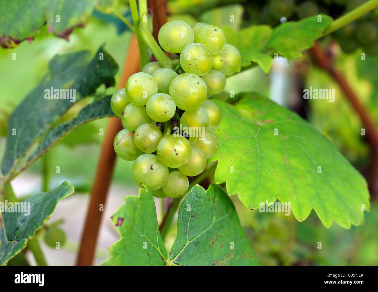 grapes on the vine Stock Photo - Alamy