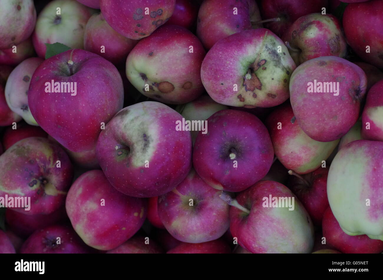 Sun ripened fruits hi-res stock photography and images - Alamy