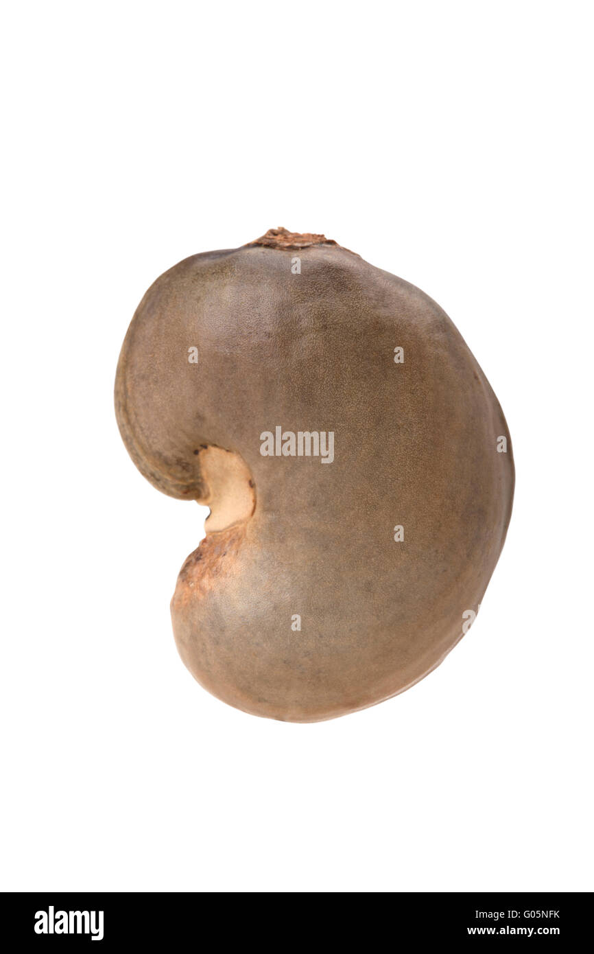 Brazilian Caju seed or Cashew seed isolated on white background with ...