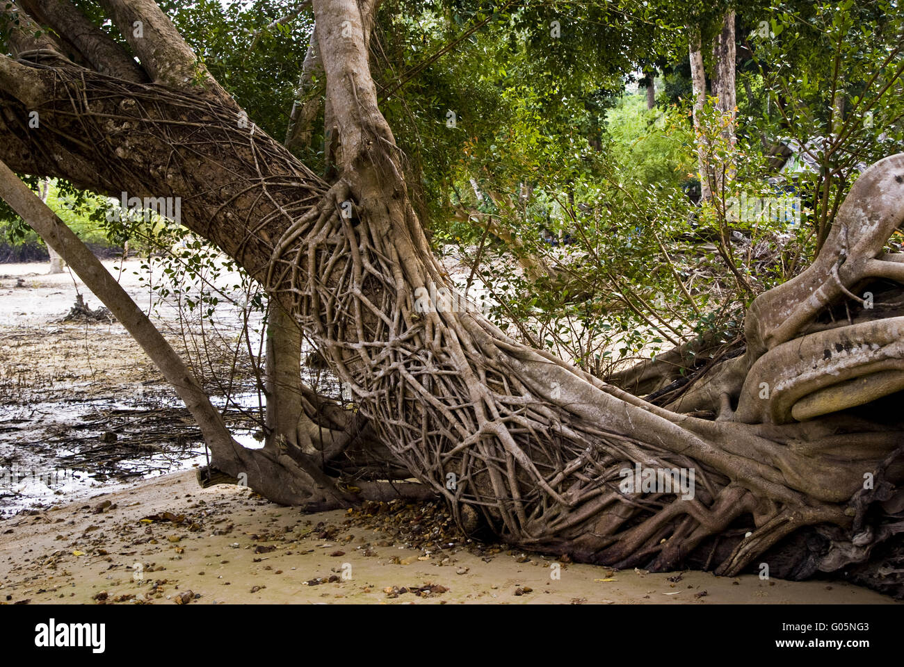 strangler fig on Ko Phayam, Thailand Stock Photo - Alamy