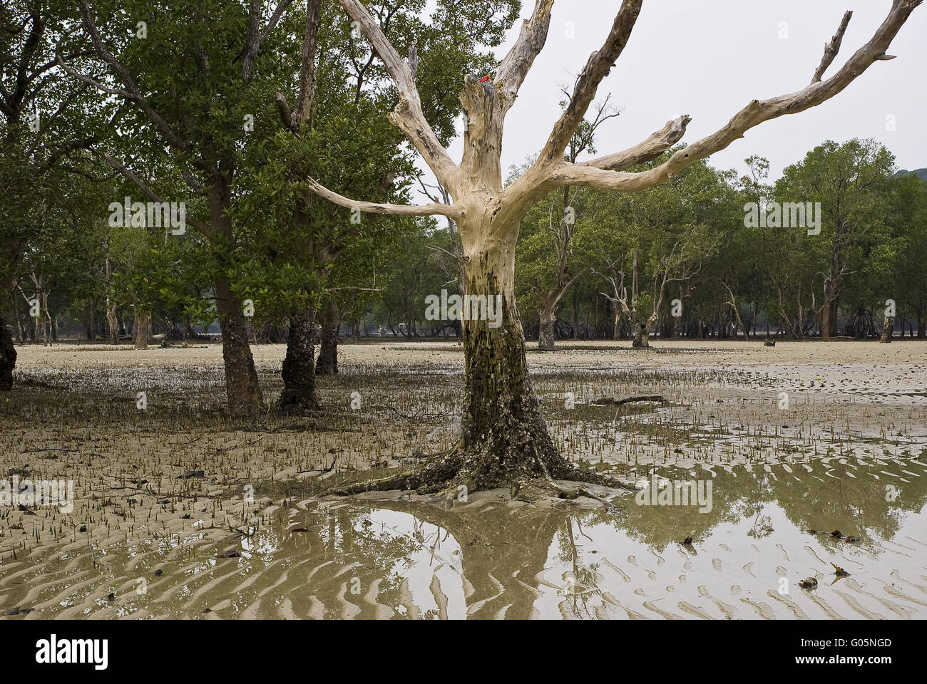 Dead mangroves hi-res stock photography and images - Alamy