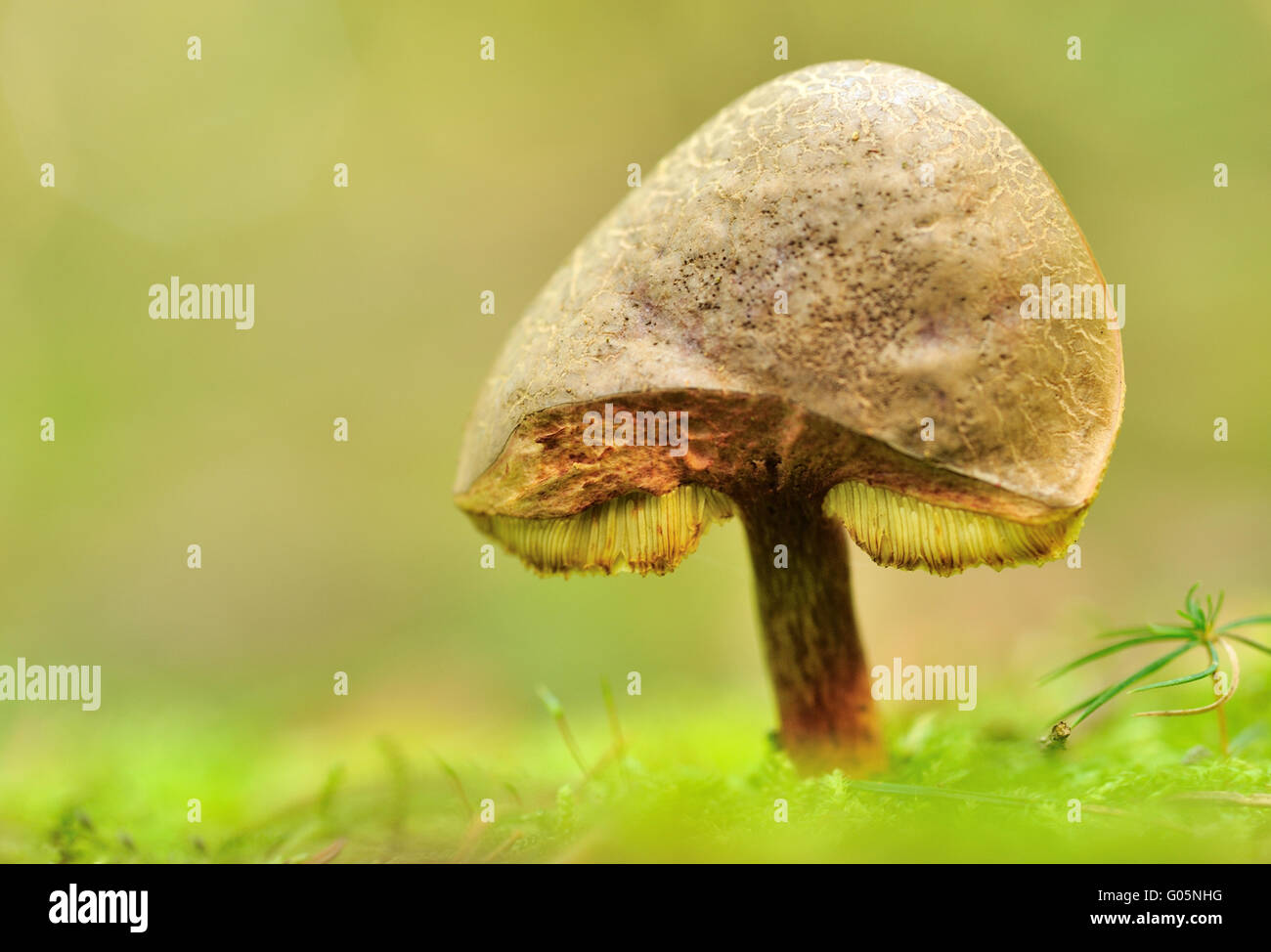 mushroom as heart Stock Photo - Alamy