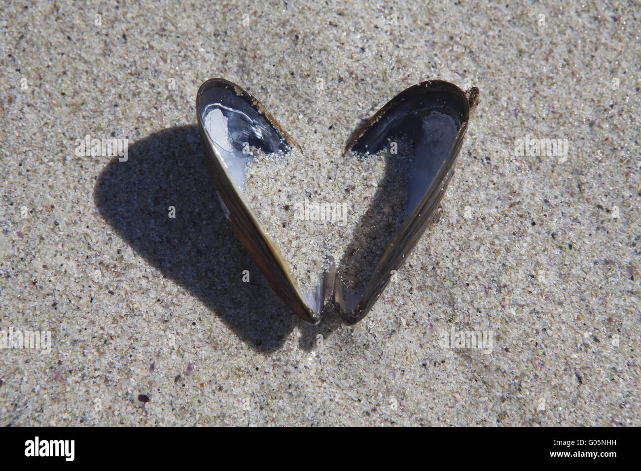 An opened mussel shell on the beach forms a heart Stock Photo - Alamy