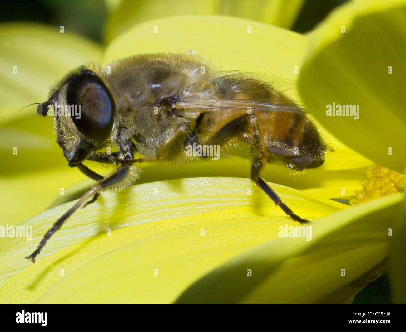 Bee on a Flower Stock Photo - Alamy