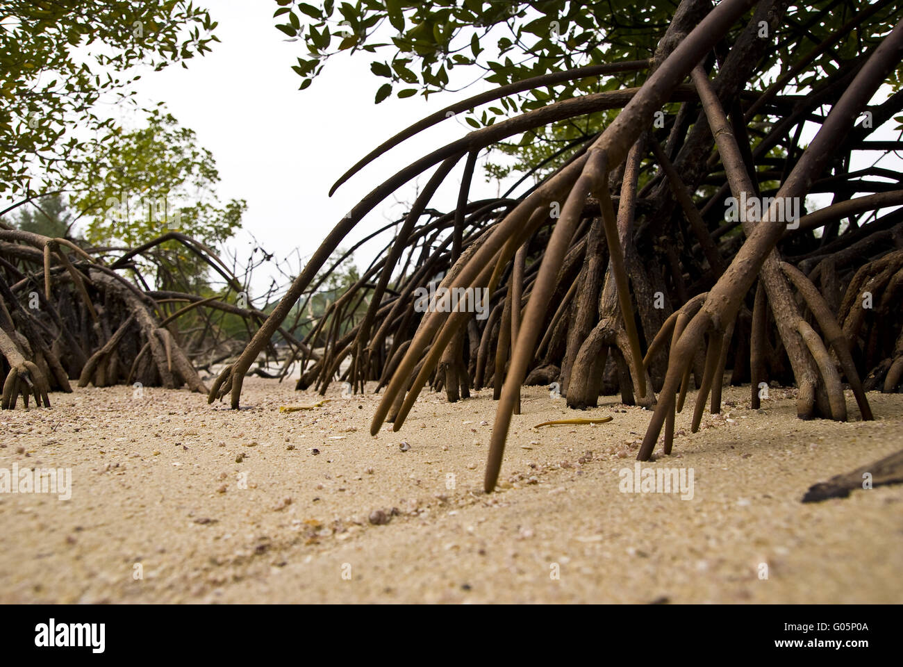 Mangrove root close up hi-res stock photography and images - Alamy