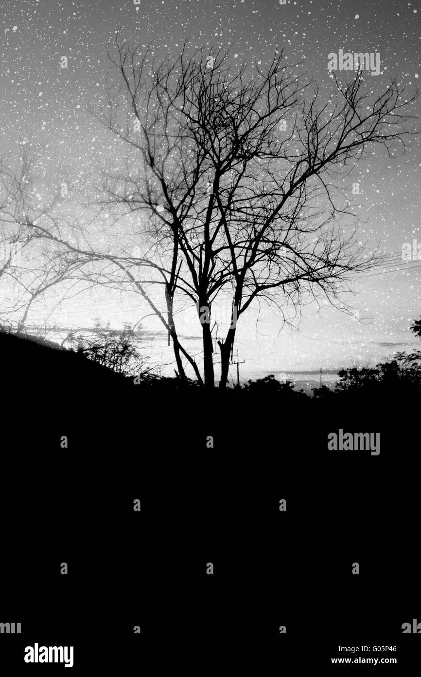 Tree silhouette and snow Black and White Stock Photos & Images - Alamy