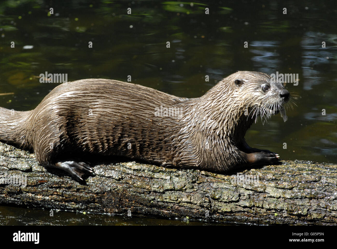 Animals european hi-res stock photography and images - Alamy