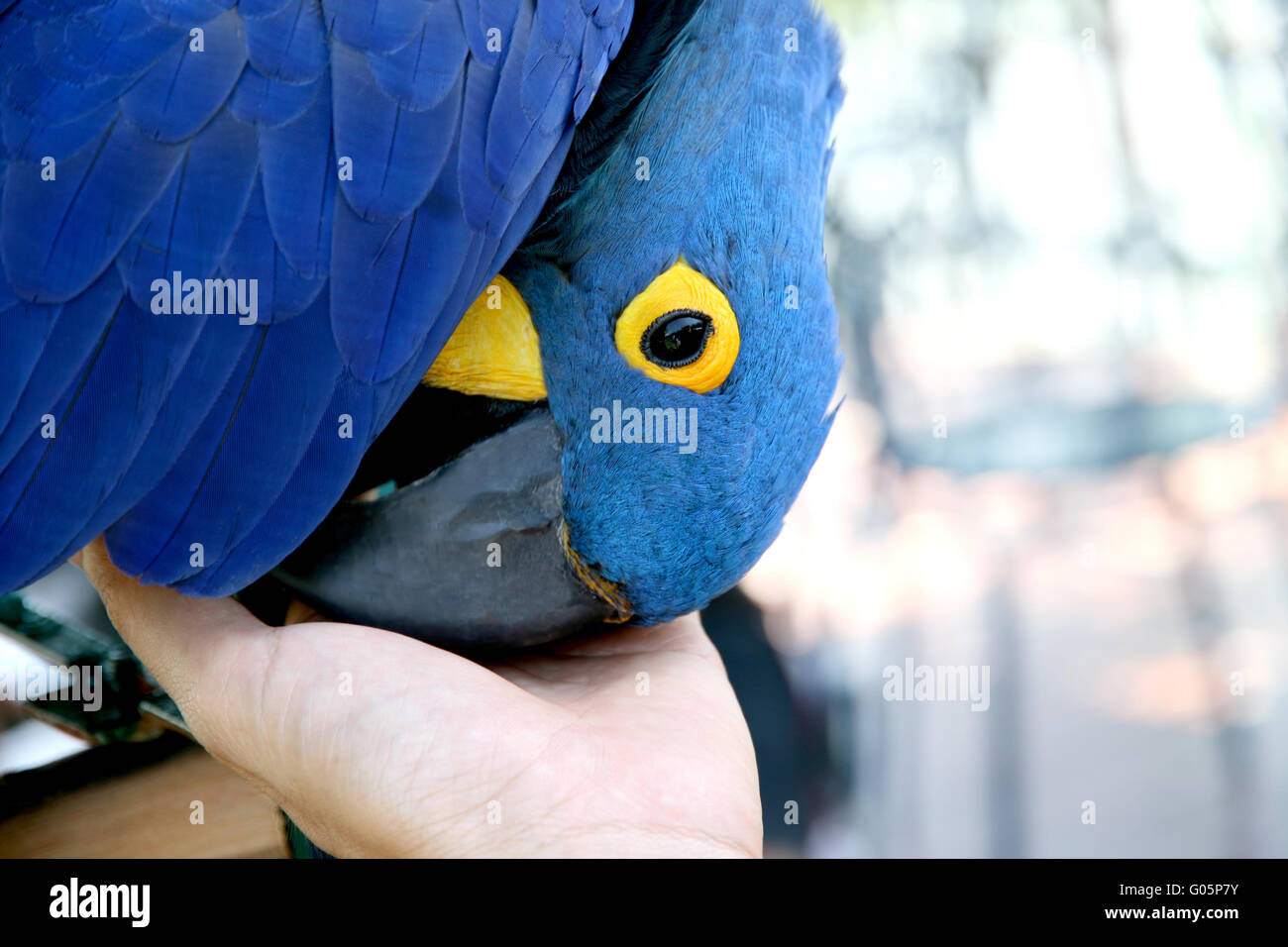 Bird rubbing its beak hi-res stock photography and images - Alamy