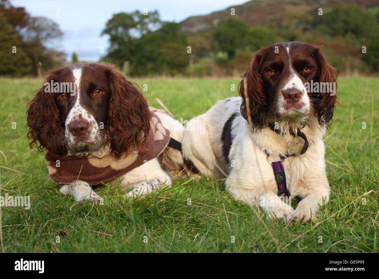 Working springer spaniels hi-res stock photography and images - Alamy