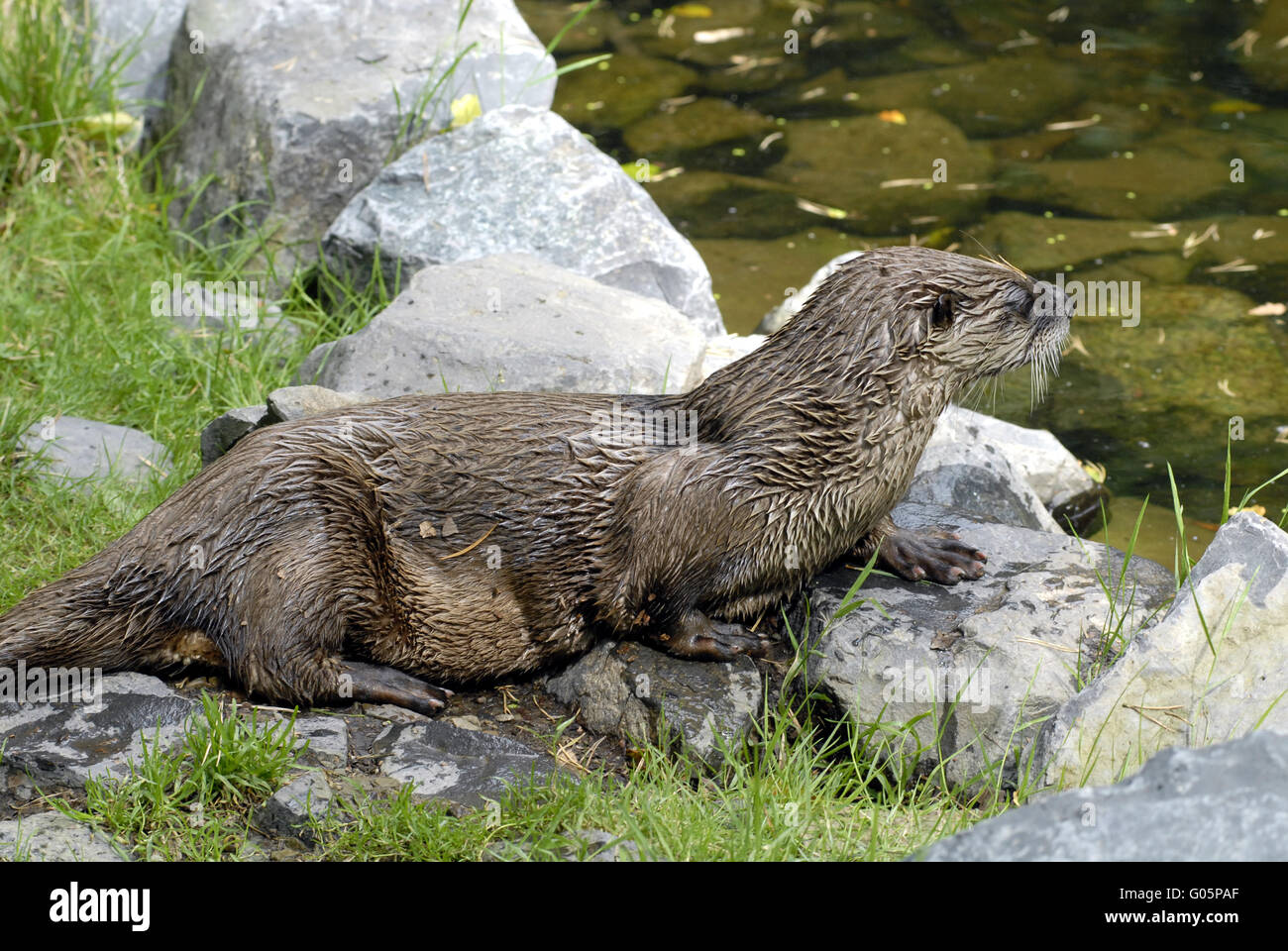 Altweltotter hi-res stock photography and images - Alamy