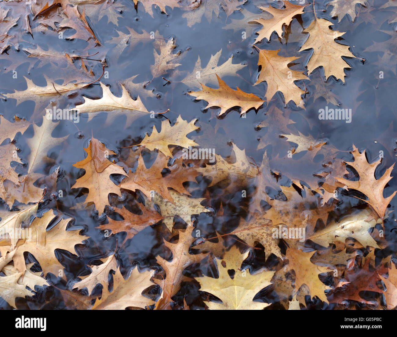 Eichenlaub hintergrund hi-res stock photography and images - Alamy