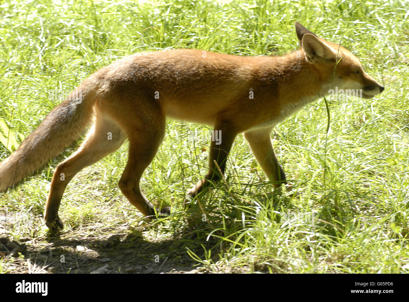 Red furred animal hi-res stock photography and images - Alamy