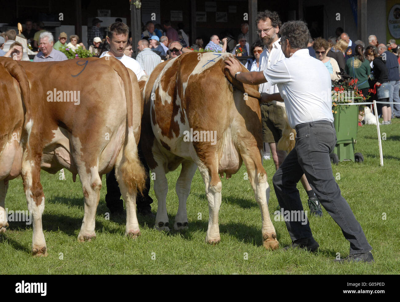Taurus cattle hi-res stock photography and images - Alamy