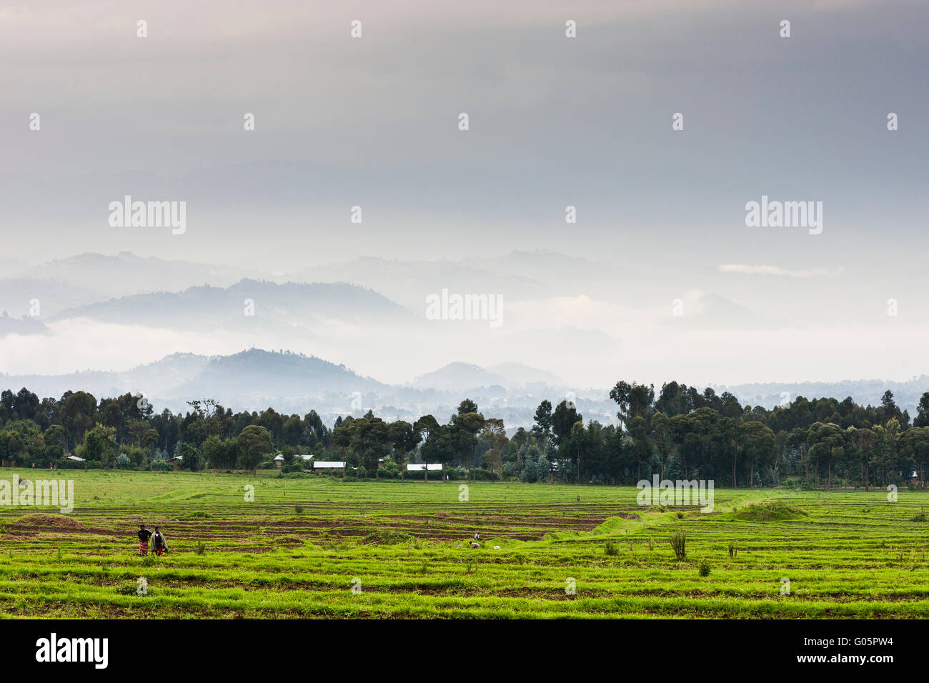 Rwanda. Fields and mountains in the north of Rwanda Stock Photo - Alamy