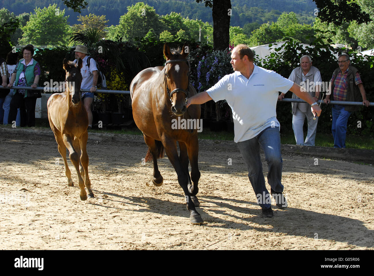 Horse performance hi-res stock photography and images - Alamy