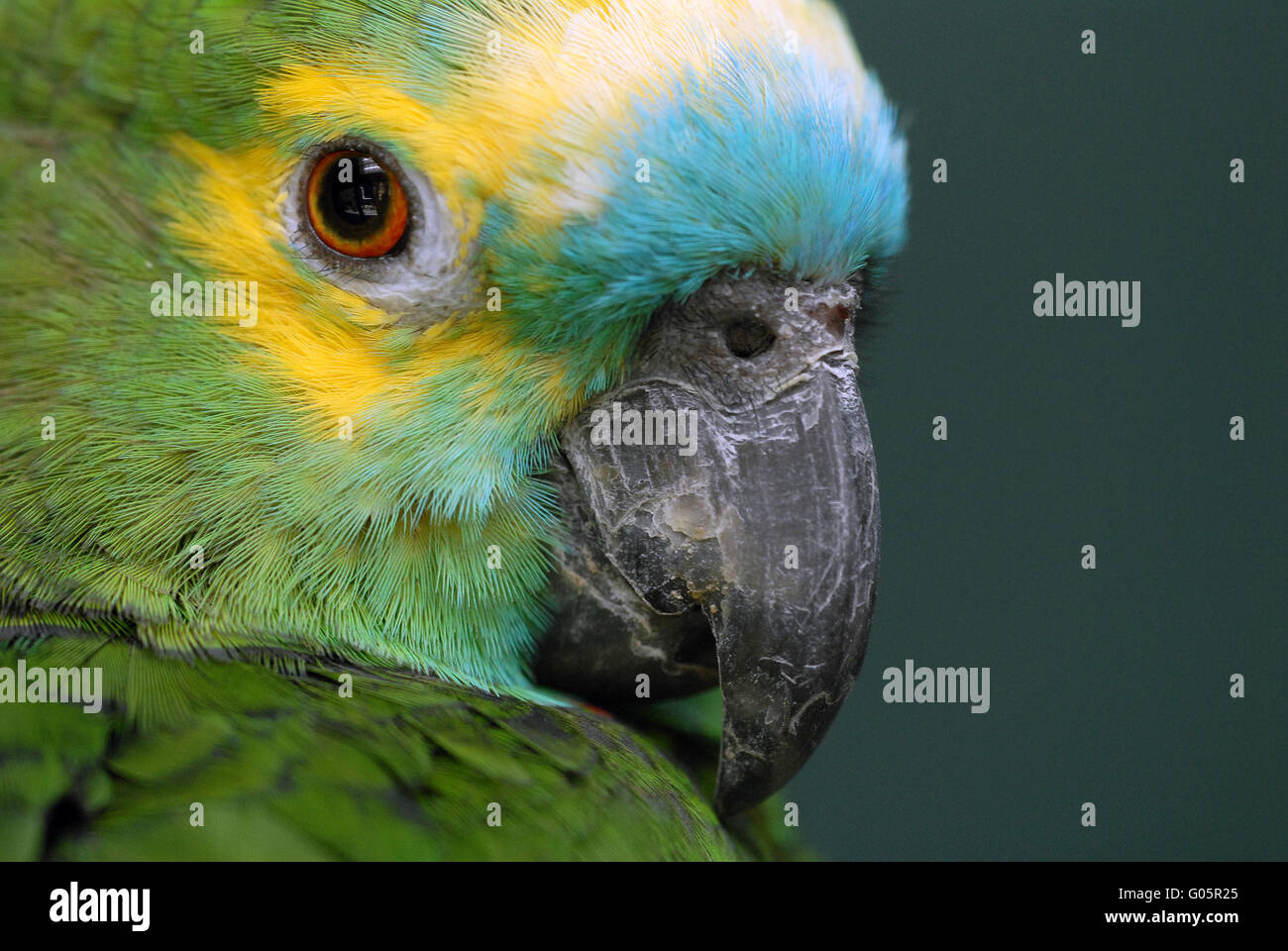 Amazon parrots hi-res stock photography and images - Alamy