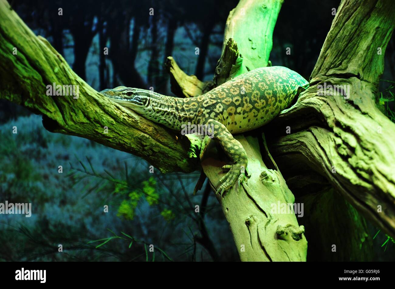 Monitor lizard animal hi-res stock photography and images - Alamy