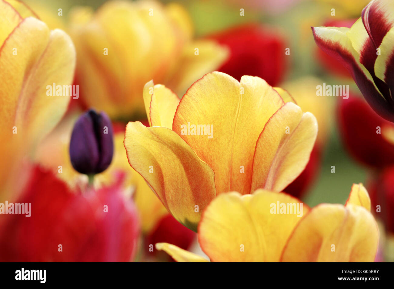 Deep red tulips hi-res stock photography and images - Alamy