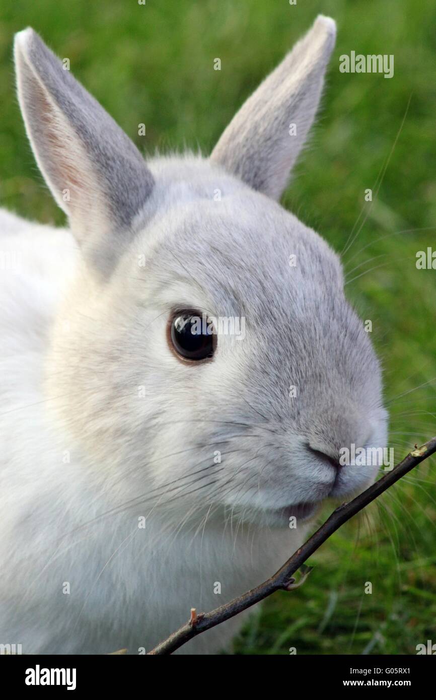 Hase tier tiere haustier haustiere hi-res stock photography and images ...