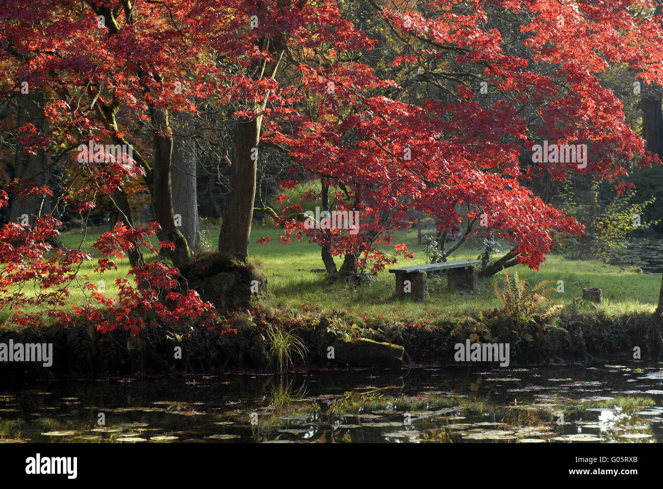 Herbstpark hi-res stock photography and images - Alamy