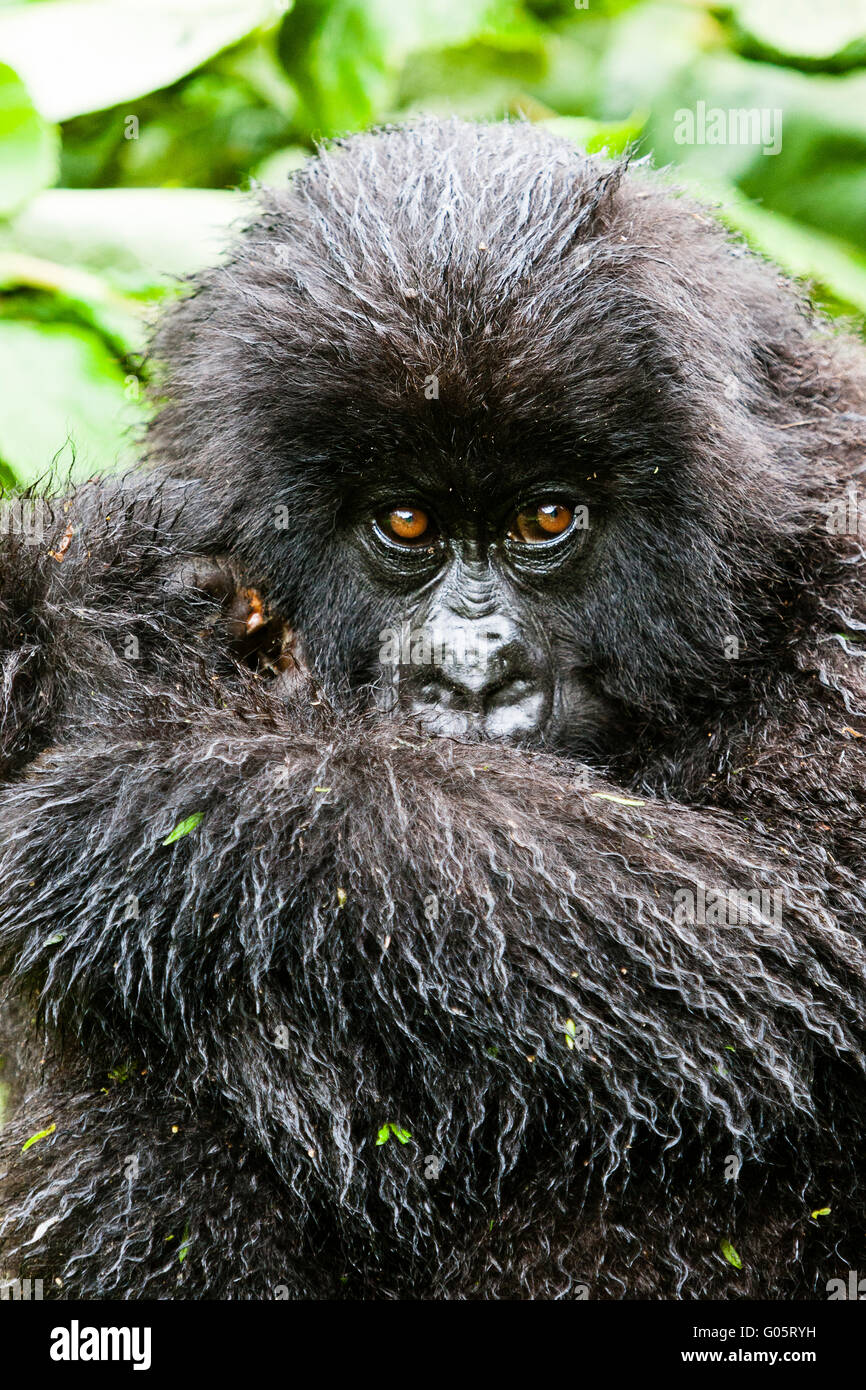 Three gorillas hi-res stock photography and images - Alamy