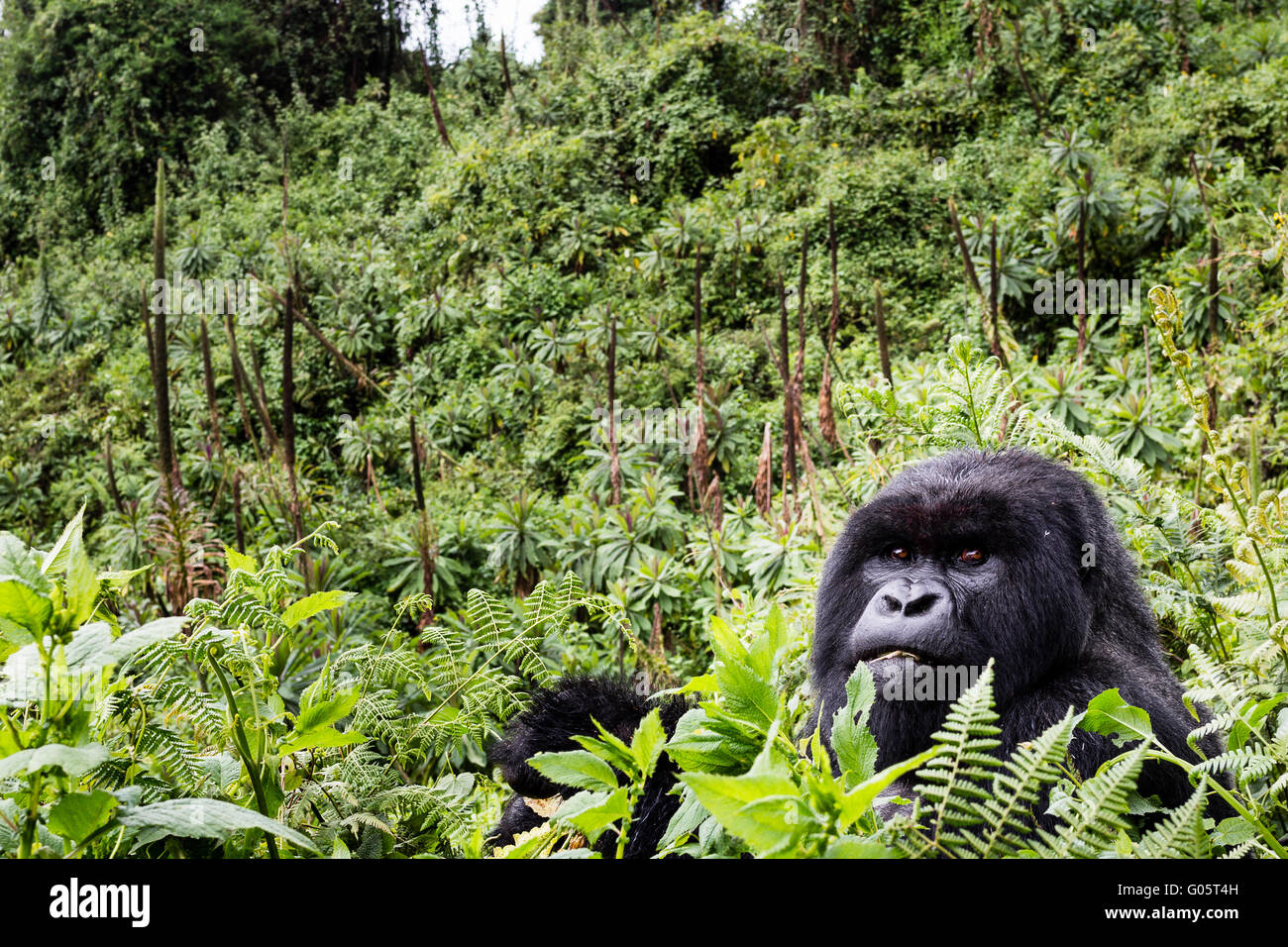 Mountain Gorillas Habitat Loss