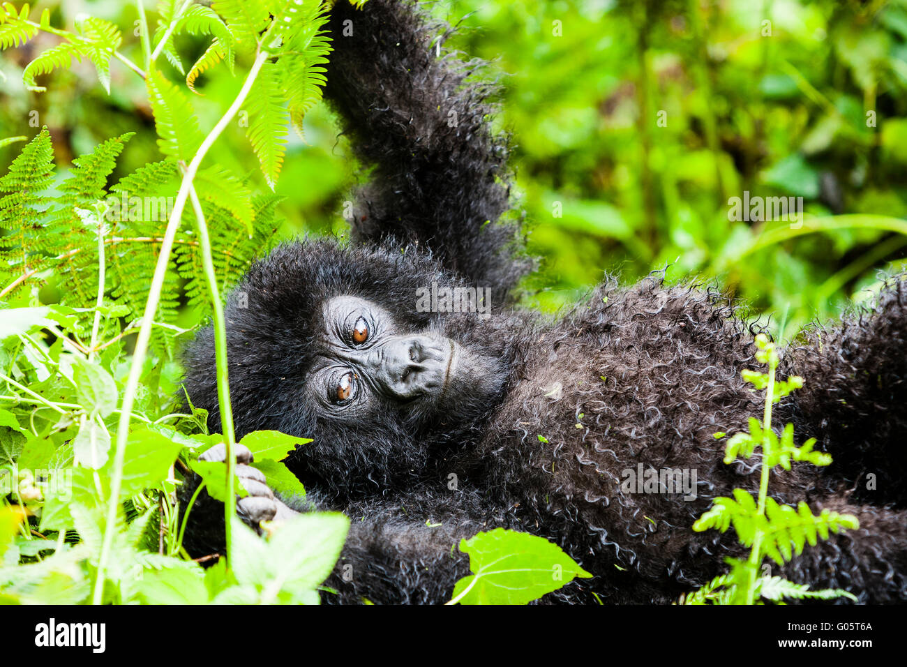 Young gorillas play hi-res stock photography and images - Alamy