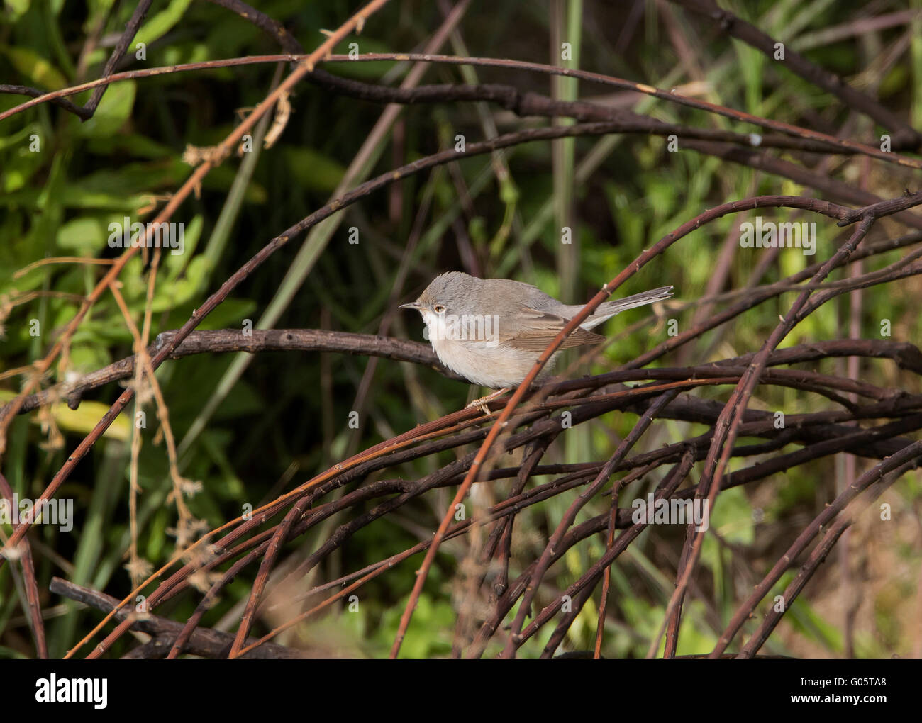 Female Subalpine Warbler Sylvia albistriata Eastern Race Anarita Cyprus ...