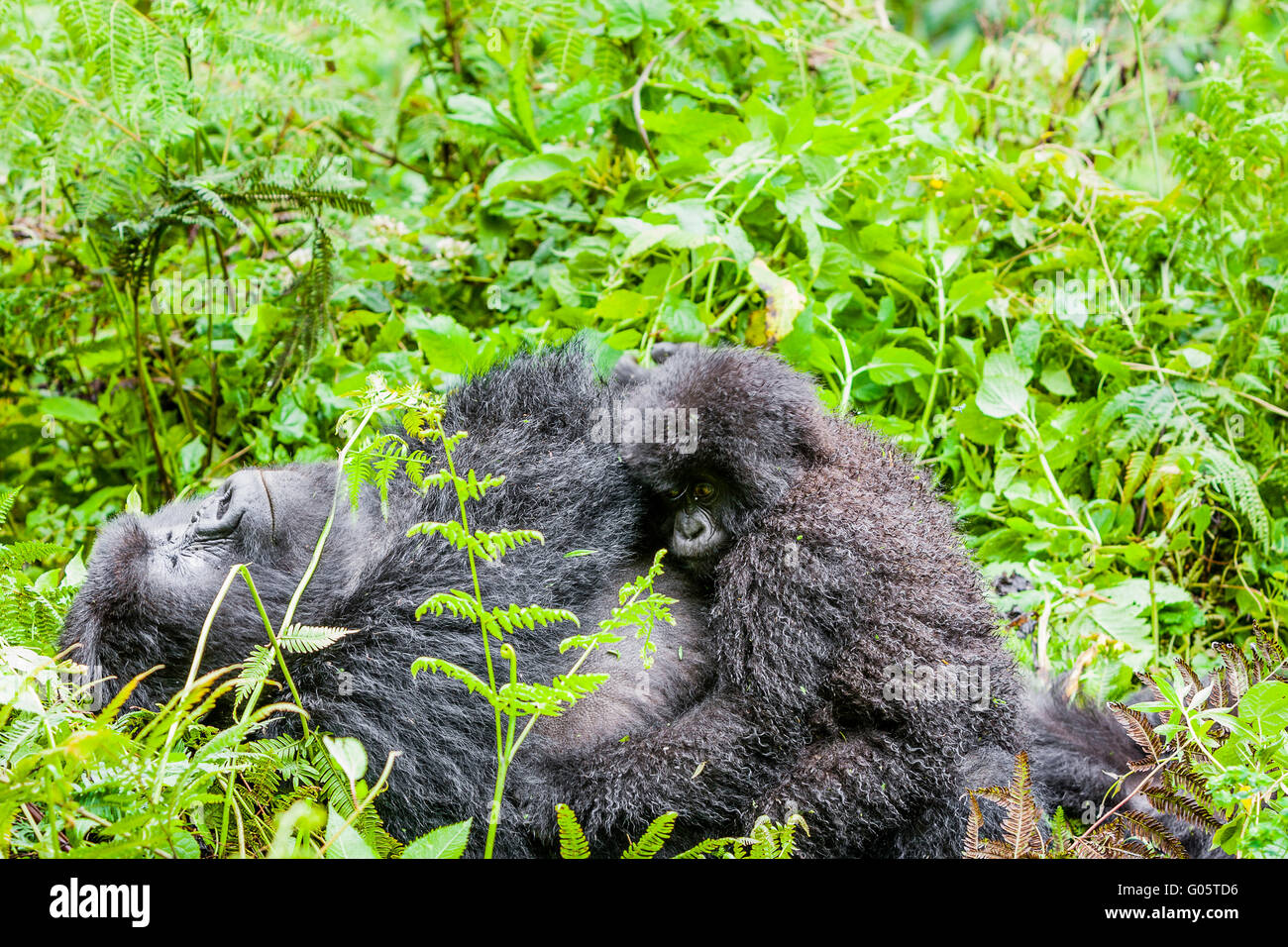 VOLCANOES NATIONAL PARK, RWANDA Mother mountain gorilla sleeping with ...