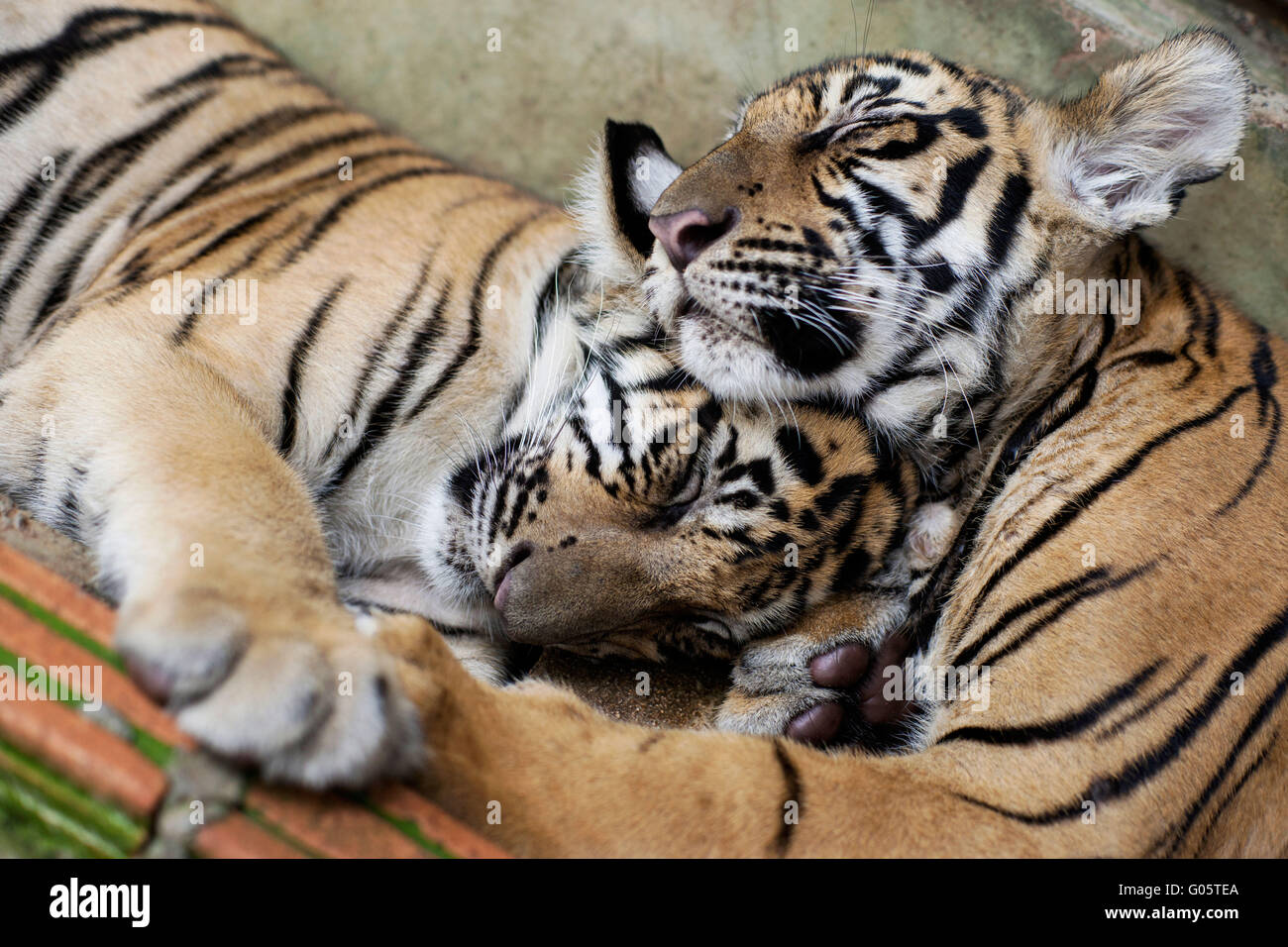 Two little tigers hugging while sleeping Stock Photo - Alamy