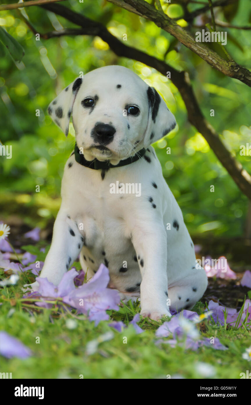 Dalmatian puppy, five weeks old in a garden Stock Photo - Alamy