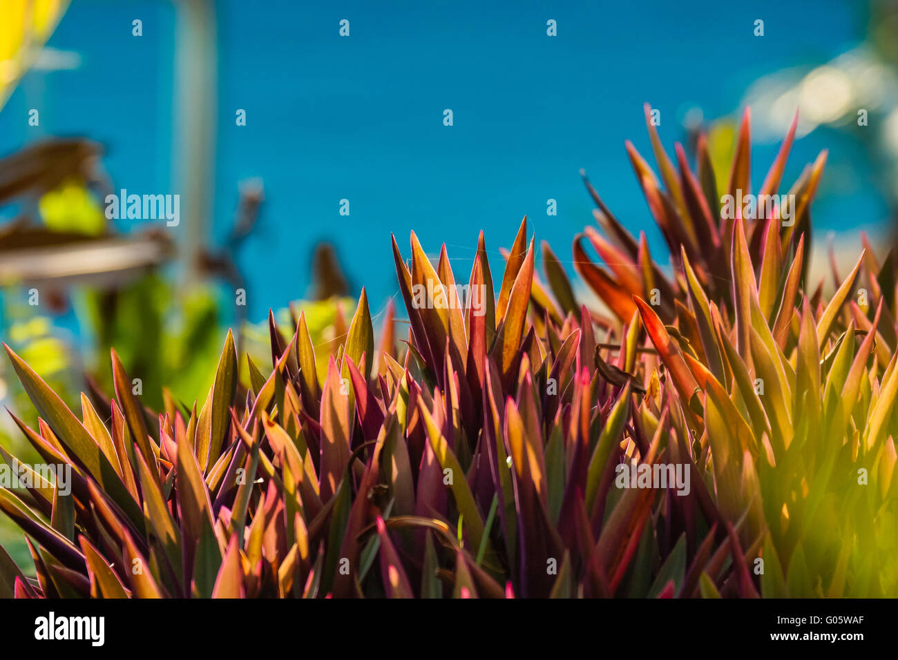 Red grasses hi-res stock photography and images - Alamy