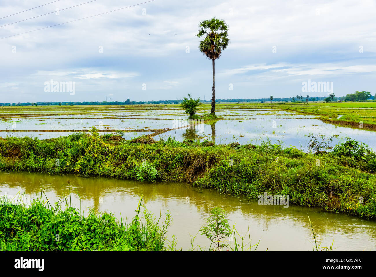 Green paddy fields hi-res stock photography and images - Alamy
